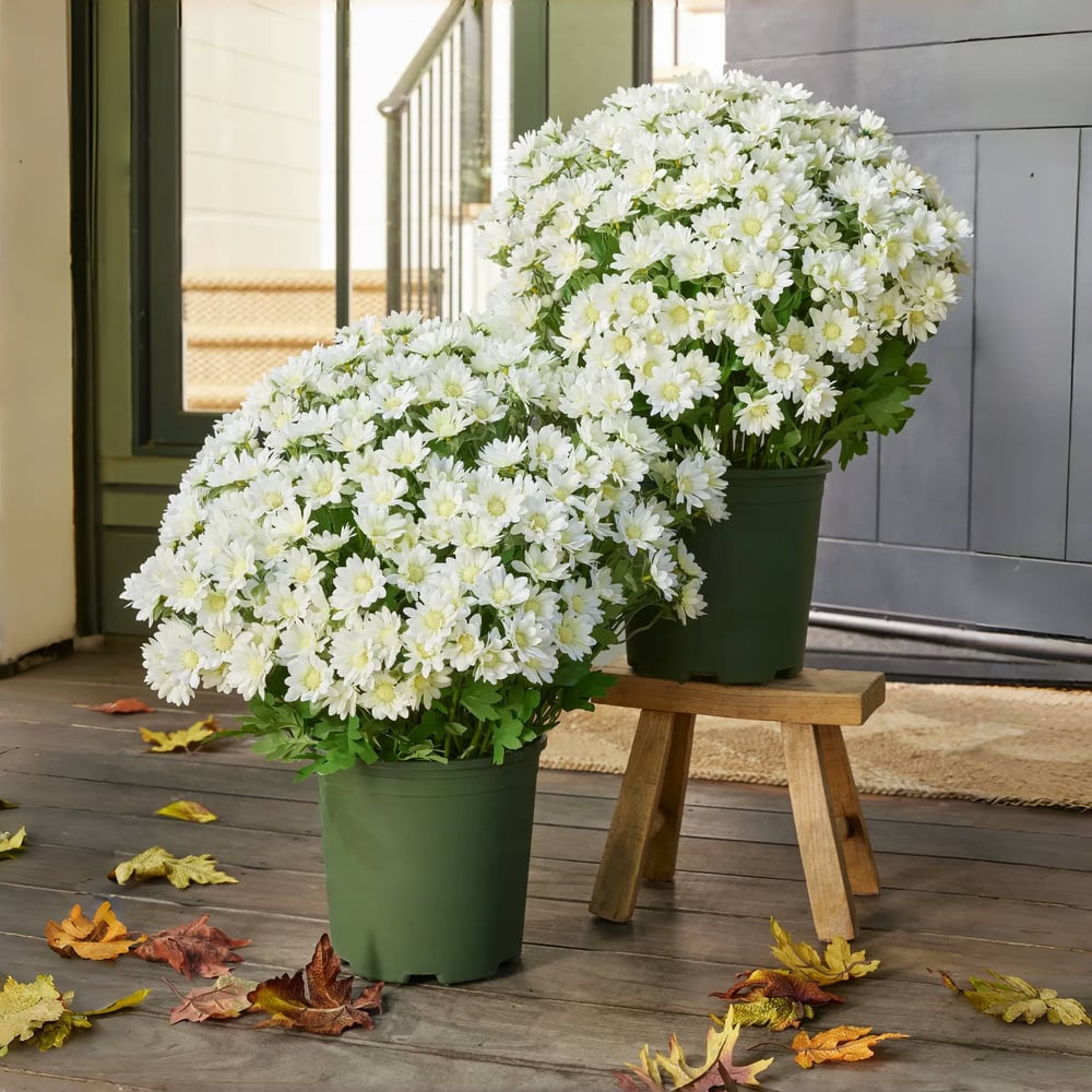 The EverFall Mum - A Perfect Fall Porch, Effortlessly - 50% OFF – Evaberry