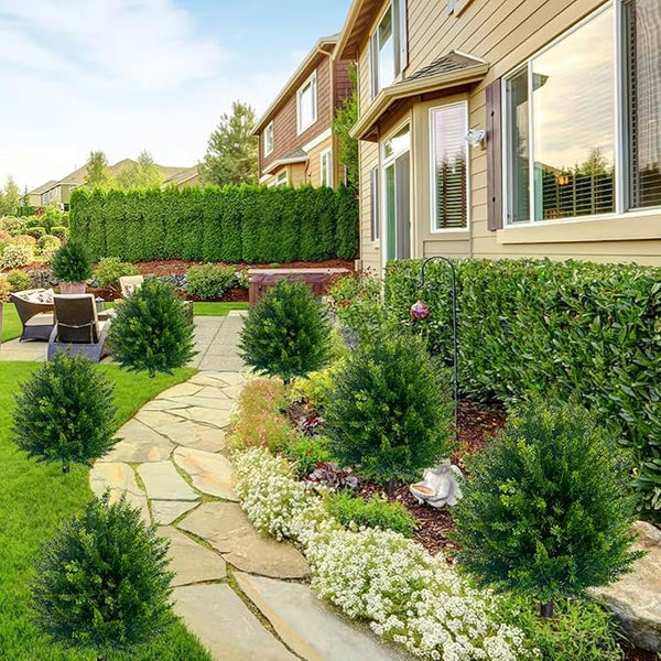 EverGreen Cedar Tree - Instant Curb Appeal + 50% OFF – Evaberry